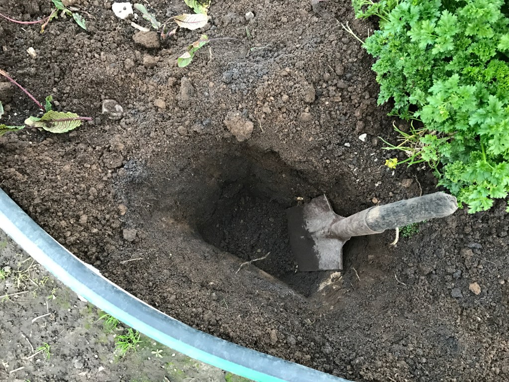 Why ‘Dig And Drop’ Composting And Free Range Worms Are For Me (And How ...