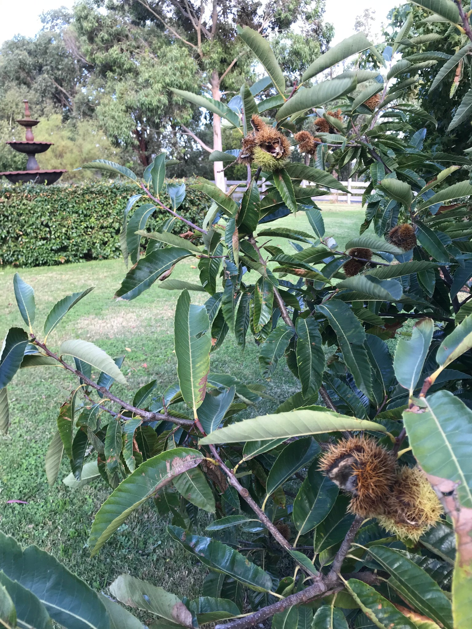 Horse Chestnut and Buckeye Laundry Soap – Gippsland Unwrapped